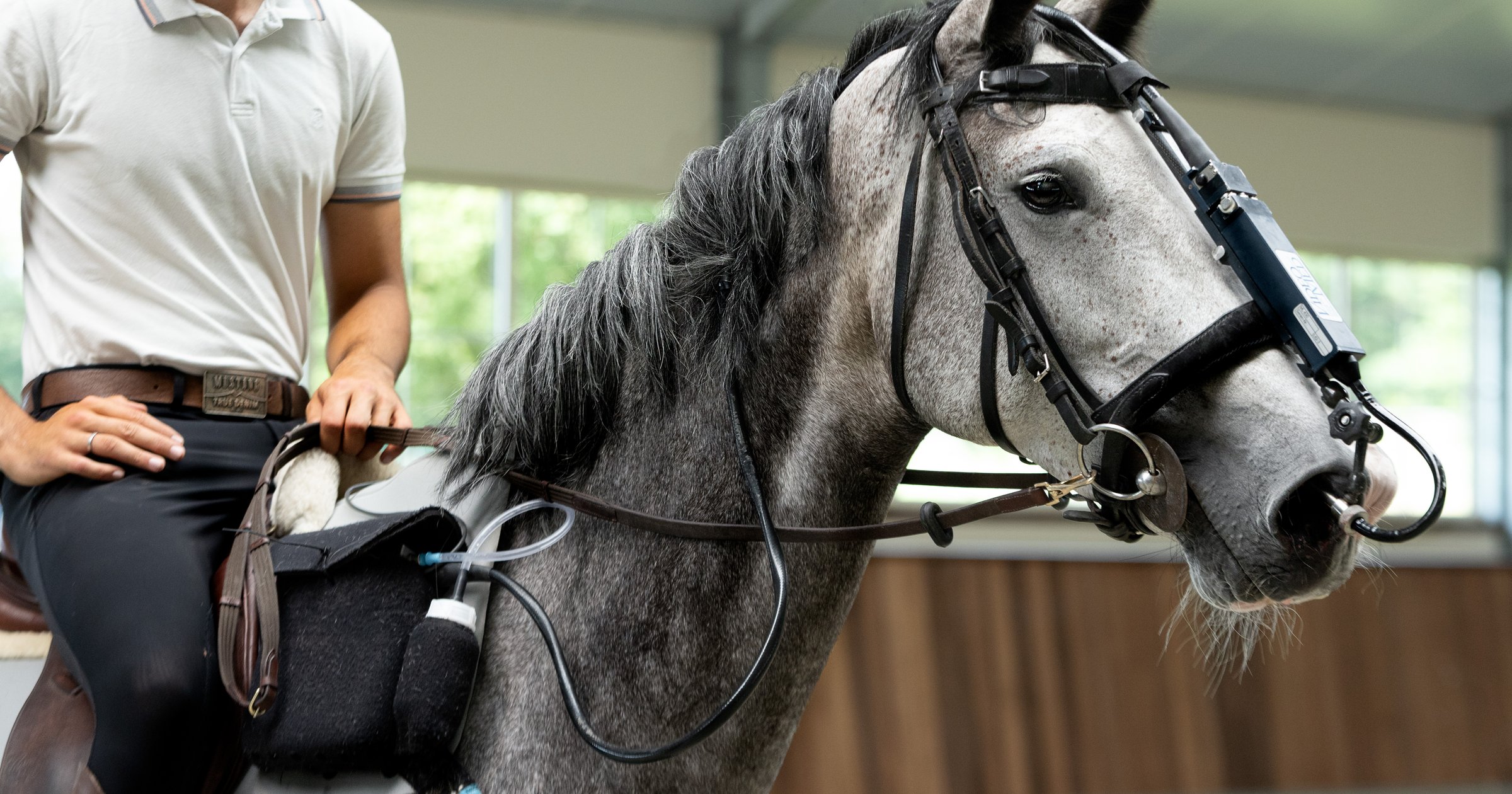 Dynamic Endoscopy – Internal medicine – Services – Equitom Lummen