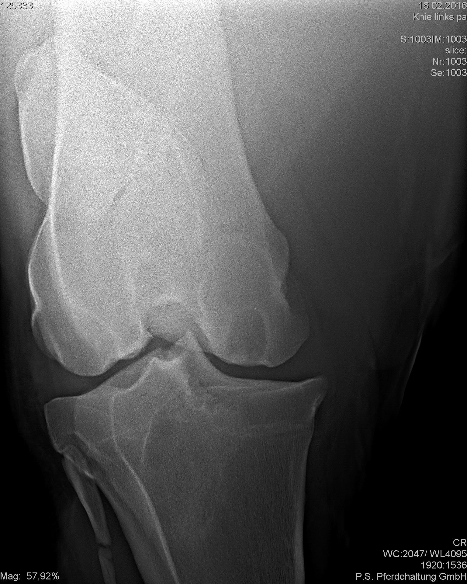 Kystes osseux – Chirurgie – EquiTom Equine Clinic