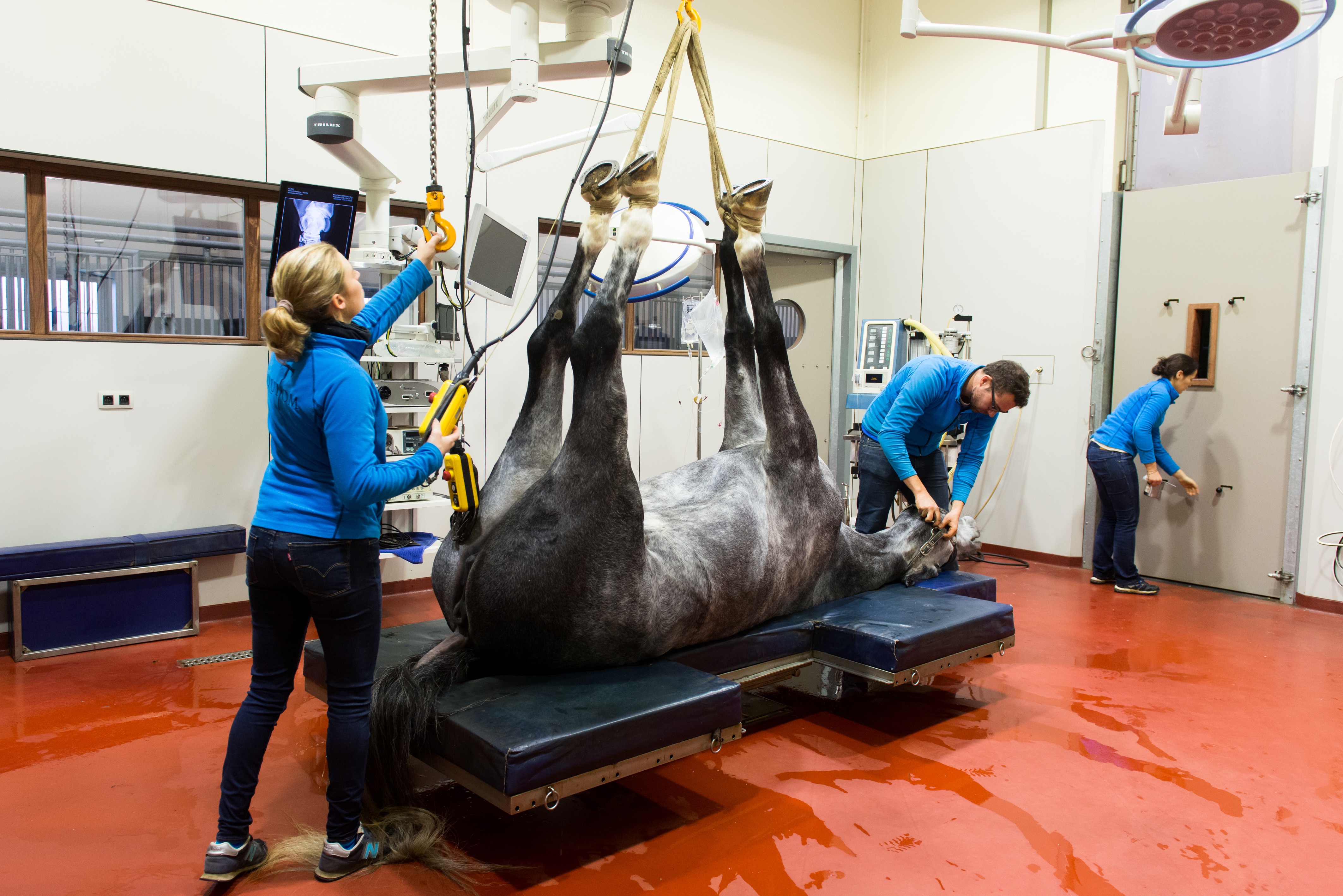 Chirurgie – Medische Diensten – EquiTom Equine Clinic