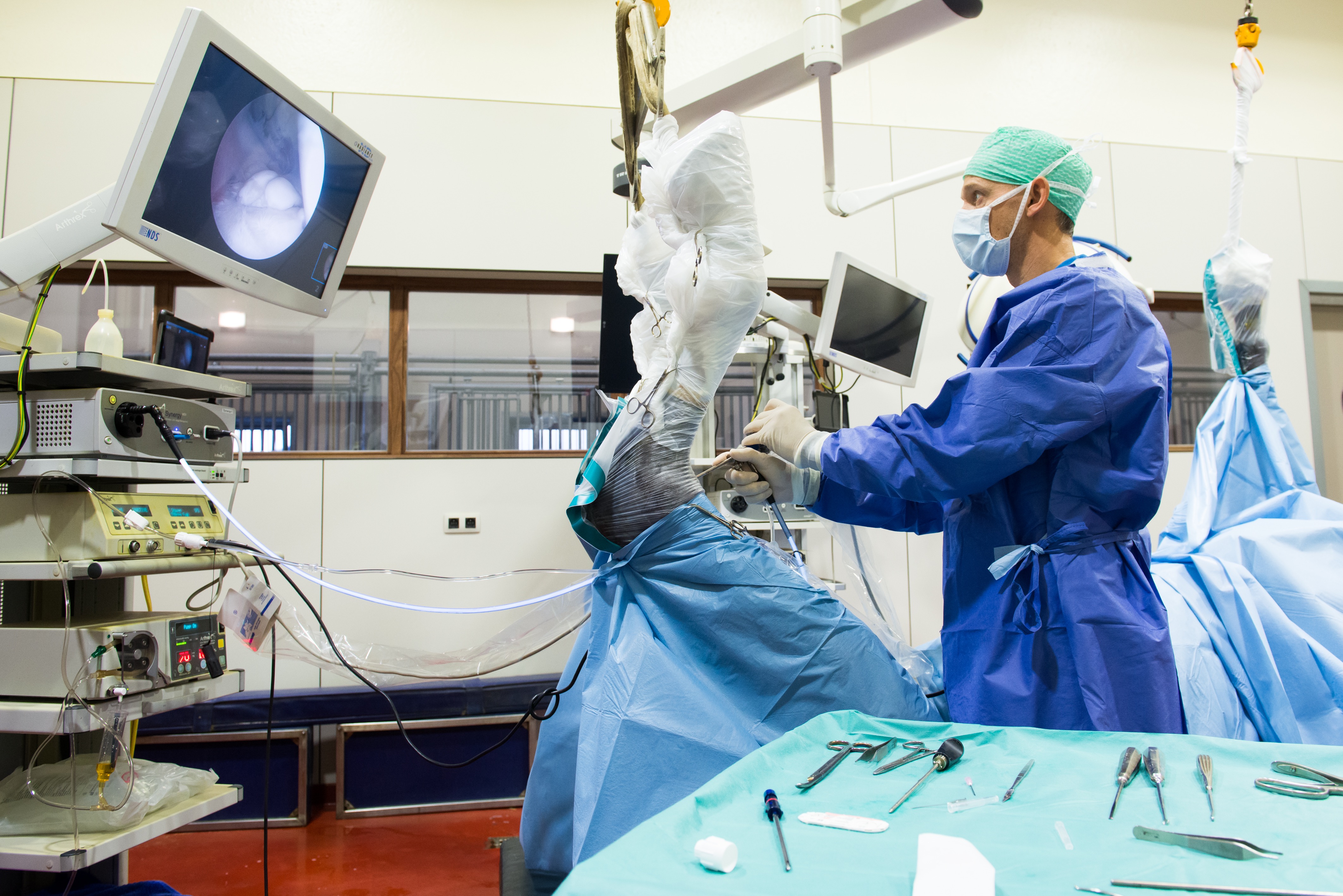 Surgery – Services – EquiTom Equine Clinic