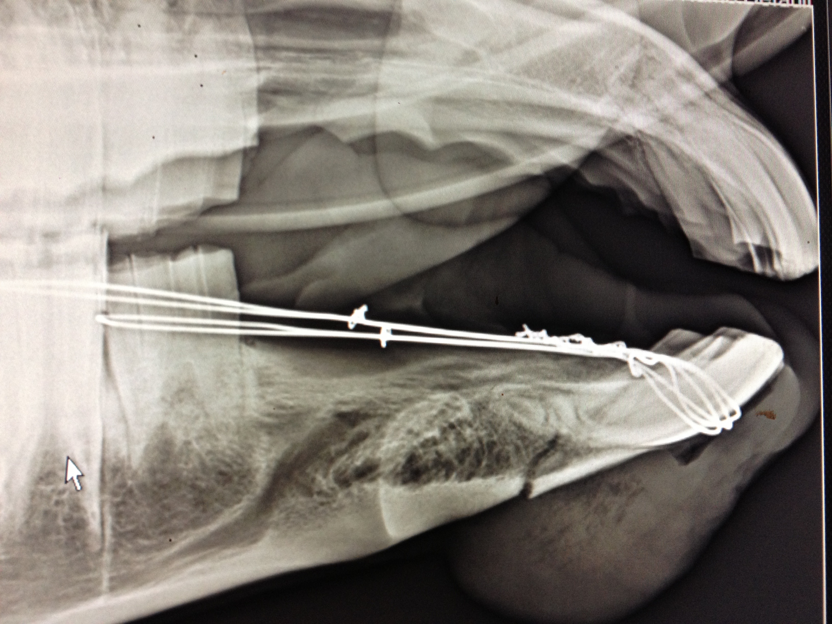 Fractures – Chirurgie – EquiTom Equine Clinic