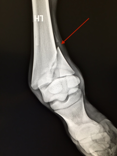 Fractures – Chirurgie – EquiTom Equine Clinic
