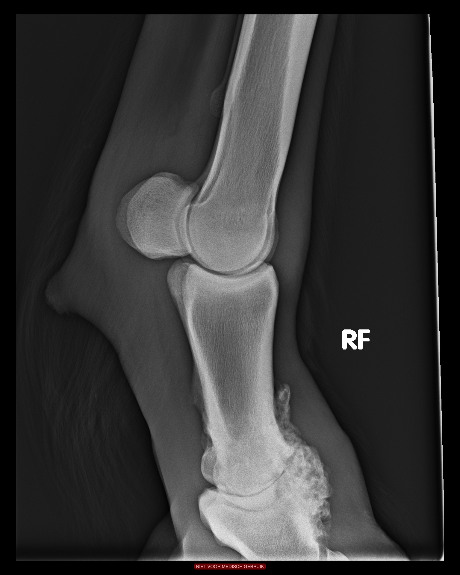 Arthrodese – Chirurgie – EquiTom Equine Clinic