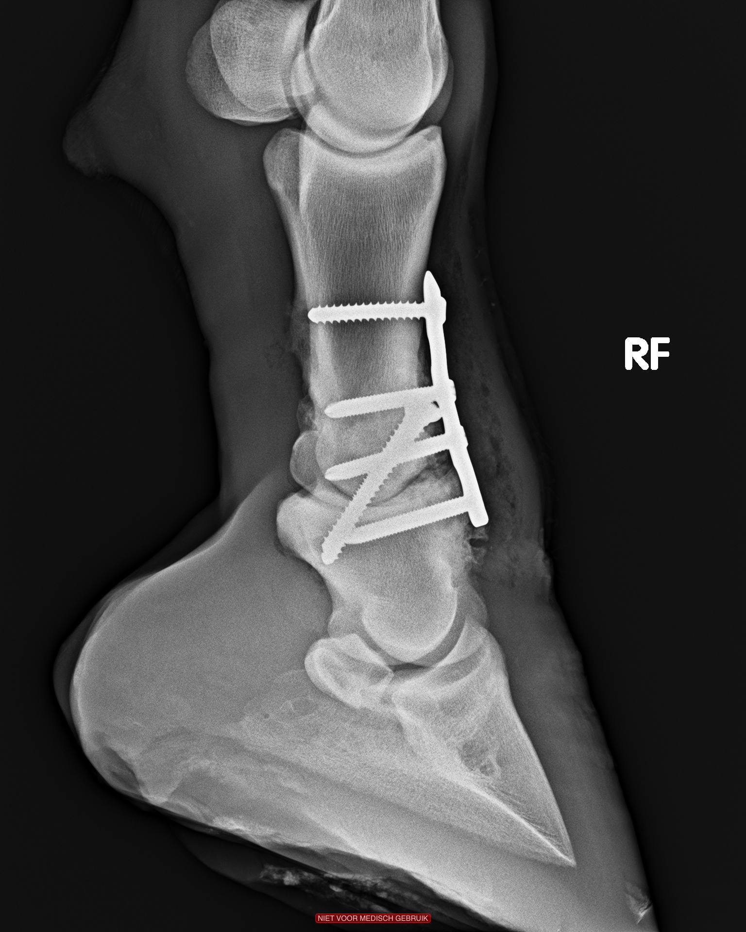 Arthrodese – Chirurgie – EquiTom Equine Clinic