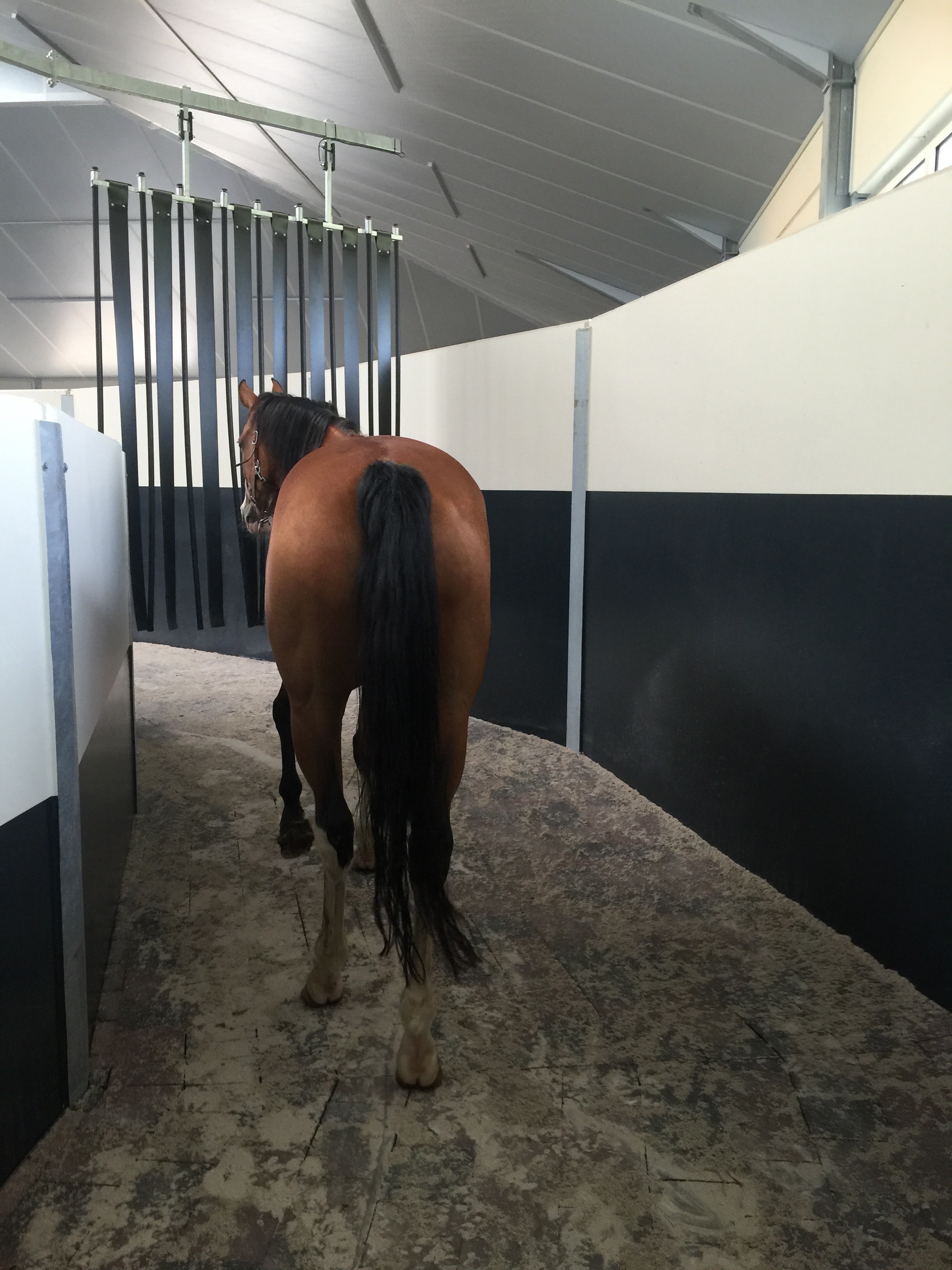 Our Equipment – The Clinic – Equitom Lummen