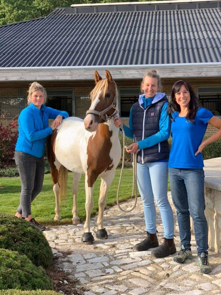 Innere Medizin – Medizinischer Dienst – EquiTom Equine Clinic