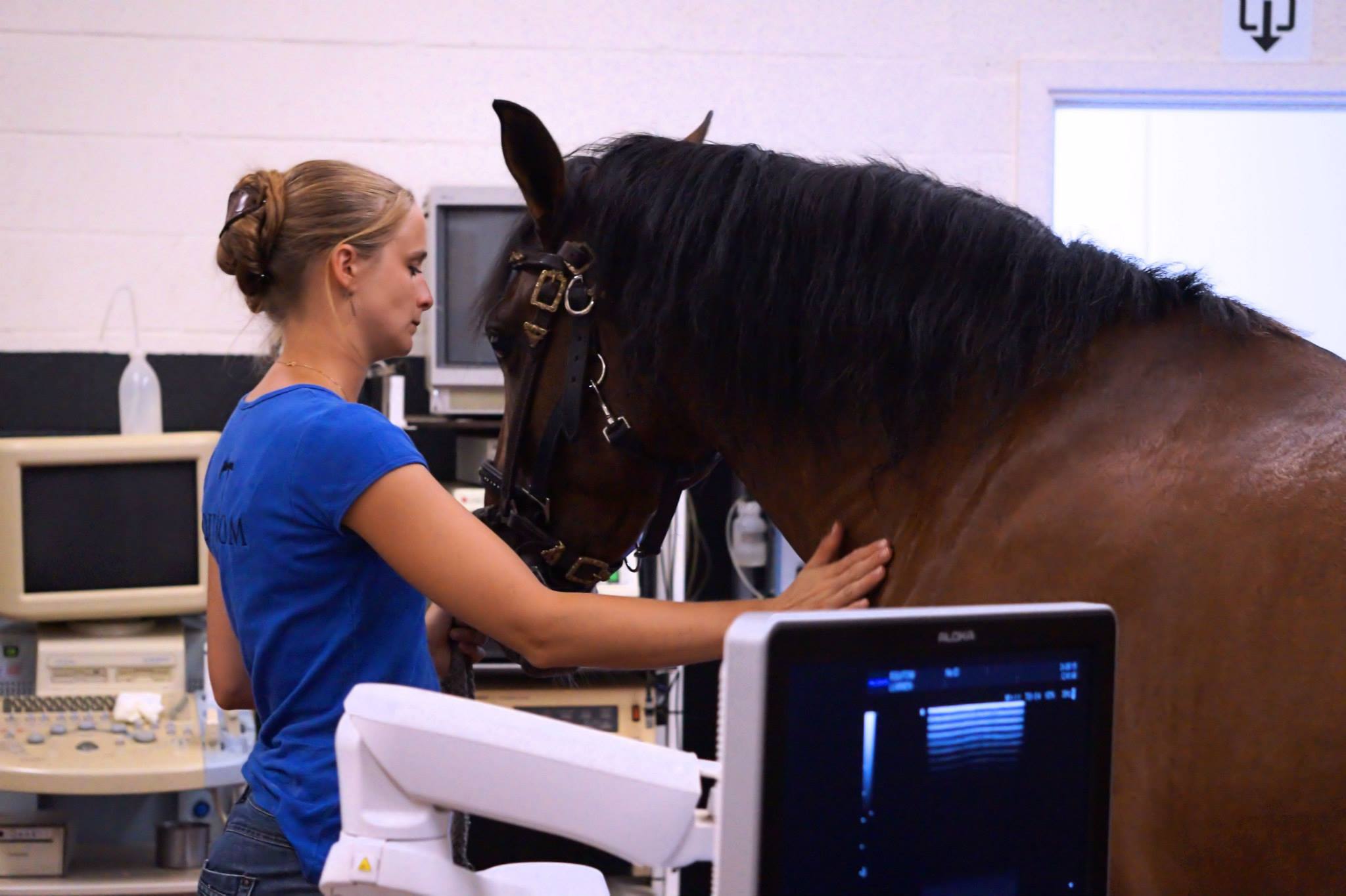 General Health Checks & Pre-purchase Examinations – Services – EquiTom ...