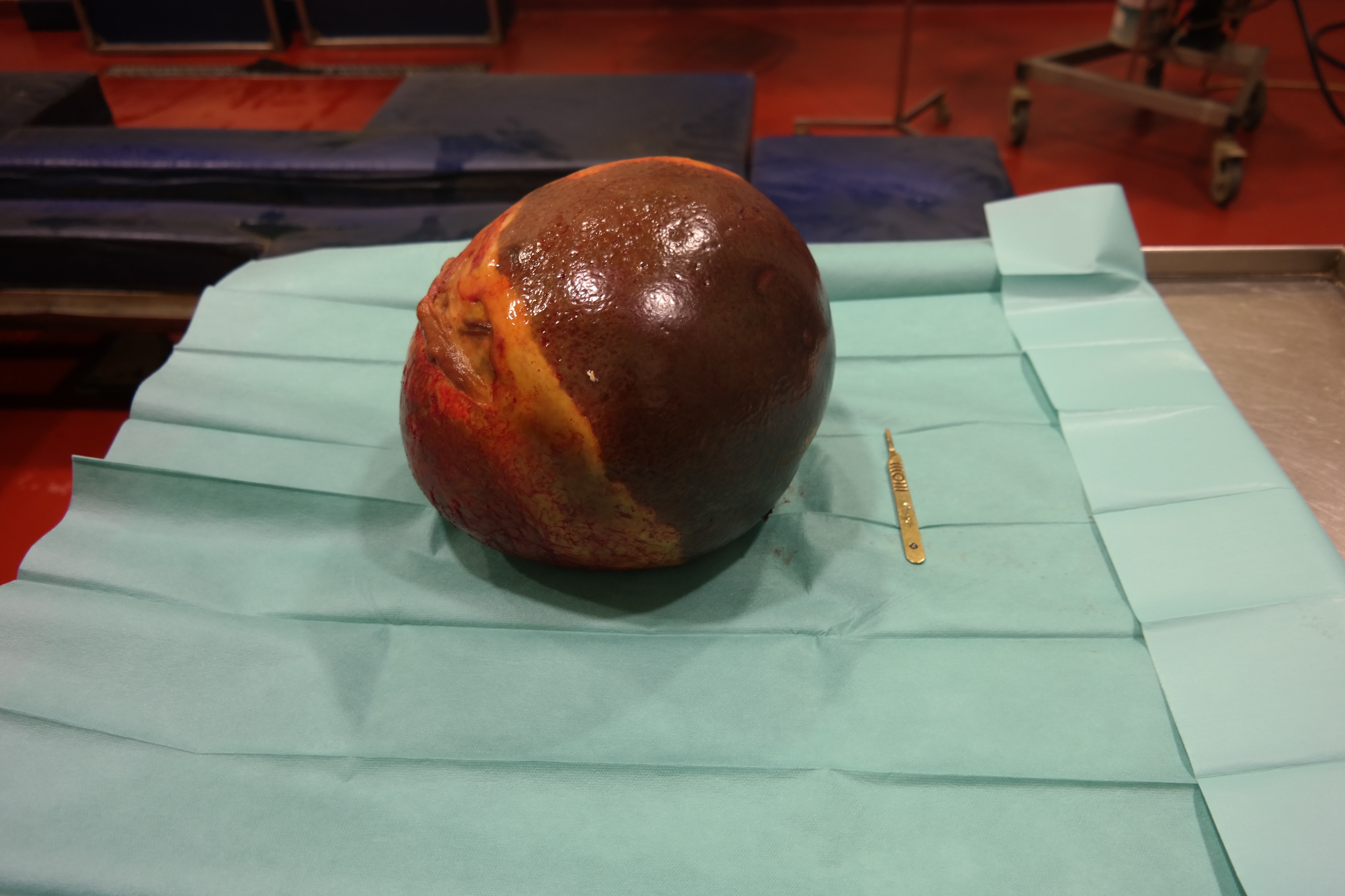 Ovariectomy – Surgery – EquiTom Equine Clinic