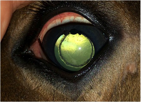 Opthalmology – Services – EquiTom Equine Clinic