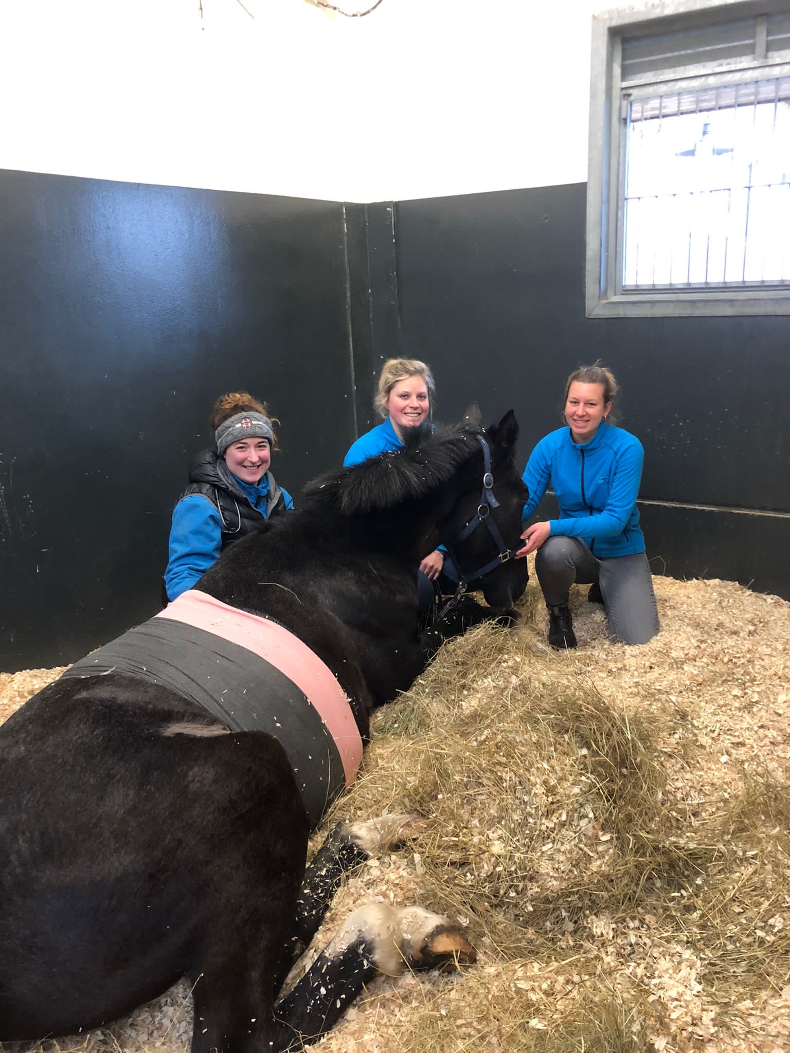 Innere Medizin – Medizinischer Dienst – EquiTom Equine Clinic